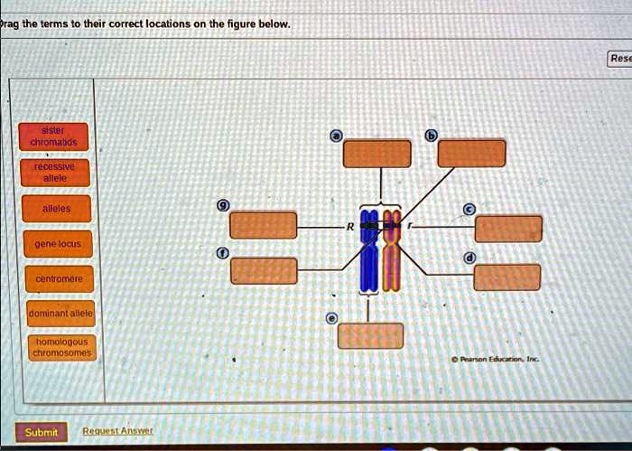 Drag the terms to their correct locations on the figure below. sister chromatids recessive ...