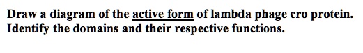 draw a diagram of the active form of lambda phage cro protein identify ...