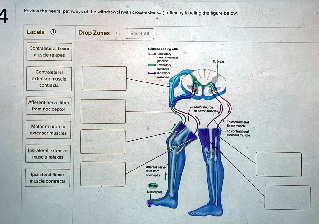 4 Review the neural pathways of the withdrawal (with cross-extensor ...