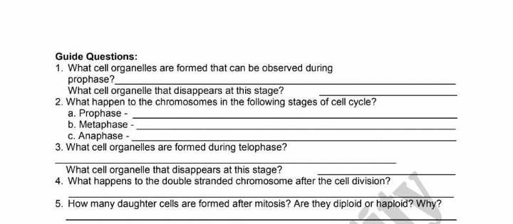 guide questions 1 what cell organelles are formed that can be observed ...