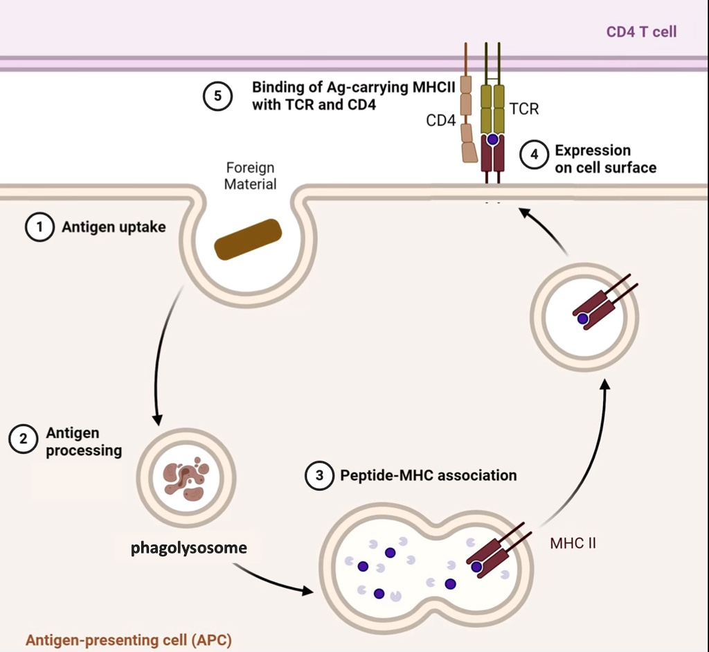 5 Binding of Ag-carrying MHCII with TCR and CD4 1 Antigen uptake ...