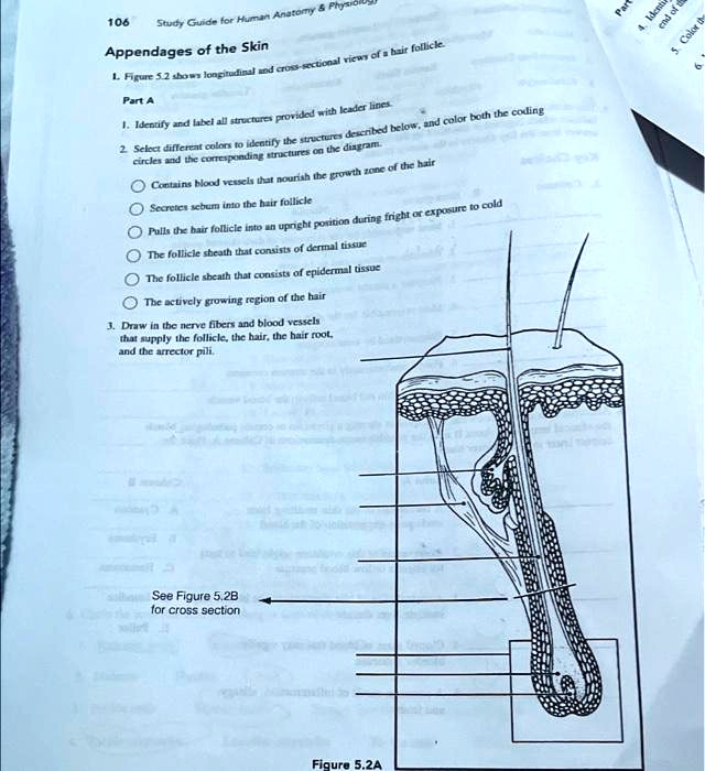 SOLVED: 106 Appendages of the Skin Part A Secrete sebum into the hair ...