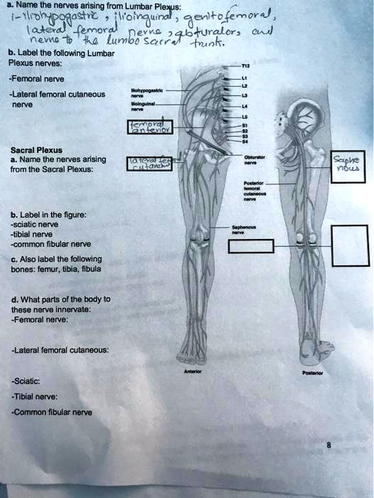a. Name the nerves arising from Lumbar Plexus: i-iliohypogastric ...