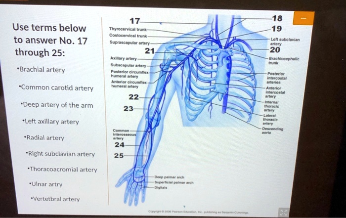 SOLVED: 17 Thyrocervical trunk Costocervical trunk Suprascapular artery ...