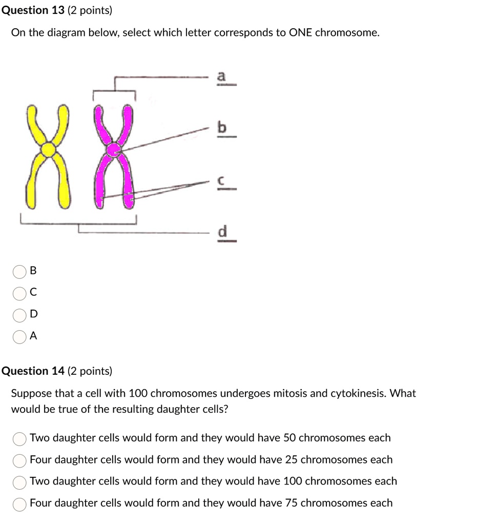 Question 13 (2 points) On the diagram below, select which letter corresponds to ONE chromosome ...