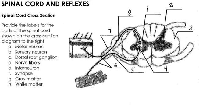 SOLVED: SPINAL CORD AND REFLEXES Spinal Cord Cross Section Provide the labels for the parts of ...