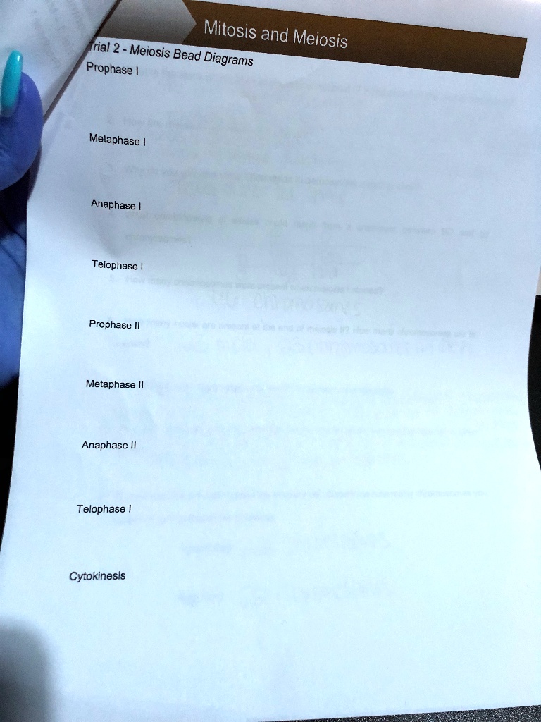 Mitosis and Meiosis irial 2 - Meiosis _ Bead Prophas… - SolvedLib