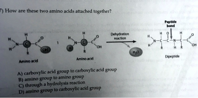 SOLVED: How are these two amino acids attached together? Peptide bond ...