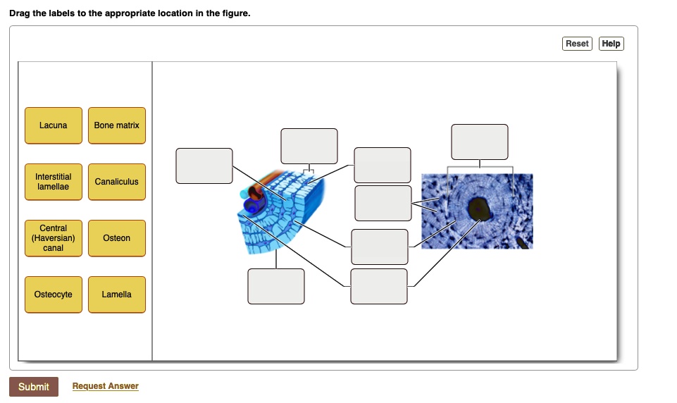 Interstitial Lamellae And Circumferential Lamellae