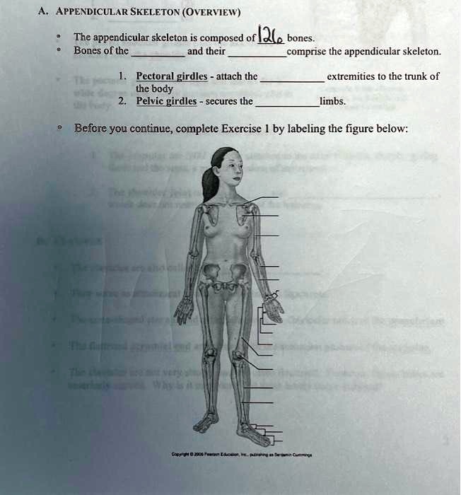 A. APPENDICULAR SKELETON (OVERVIEW) • The appendicular skeleton is ...
