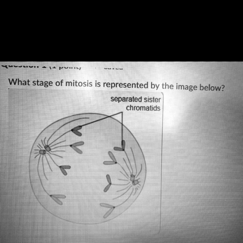SOLVED: "A. anaphase B. Metaphase C. Telophase D. Prophase What stage ...