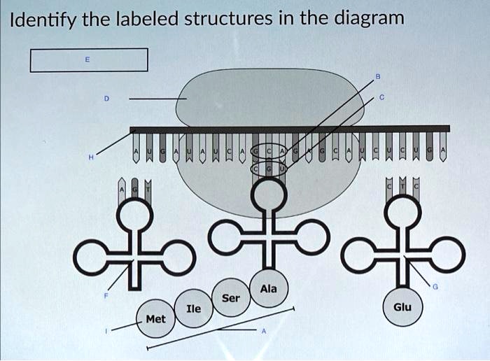 Identify the labeled structures in the diagram