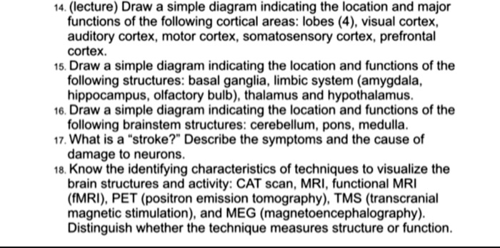 SOLVED: Functions of the following cortical areas: lobes, visual cortex ...