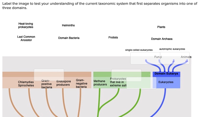 label the image to test your understanding of the current taxonomic ...
