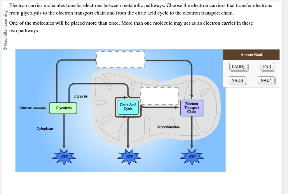 SOLVED: Electron carrier molecules transfer electrons between metabolic ...