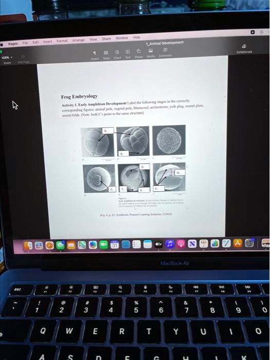 SOLVED: Frog Embryology Activity 1: Early Amphibian Development Label ...