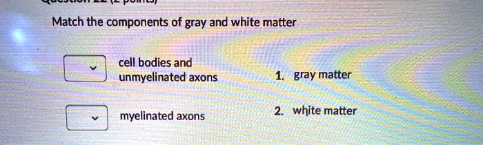 SOLVED: Match the components of gray and white matter cell bodies and ...