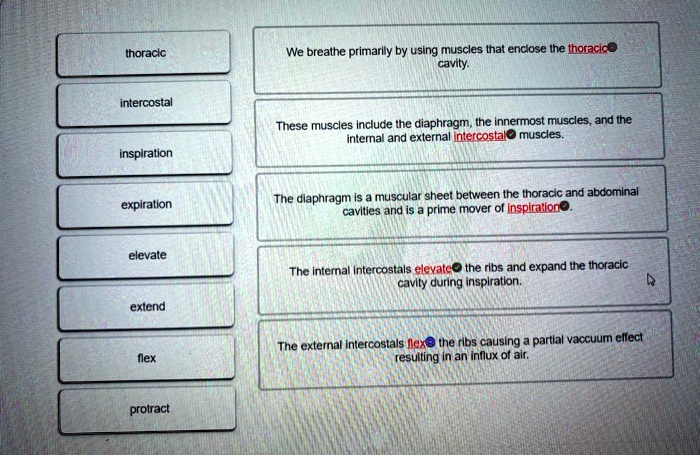 SOLVED: thoracic We breathe primarlly by using muscles that enclose the ...