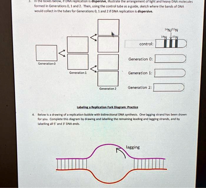SOLVED: In the boxes below, if DNA replication is dispersive ...
