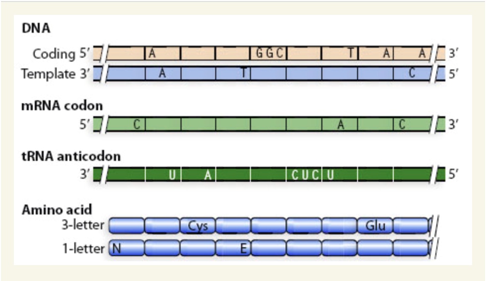 Solved A Complete The Coding Strand Of Dna Sequence Must Be In Order From 5 To 3 B
