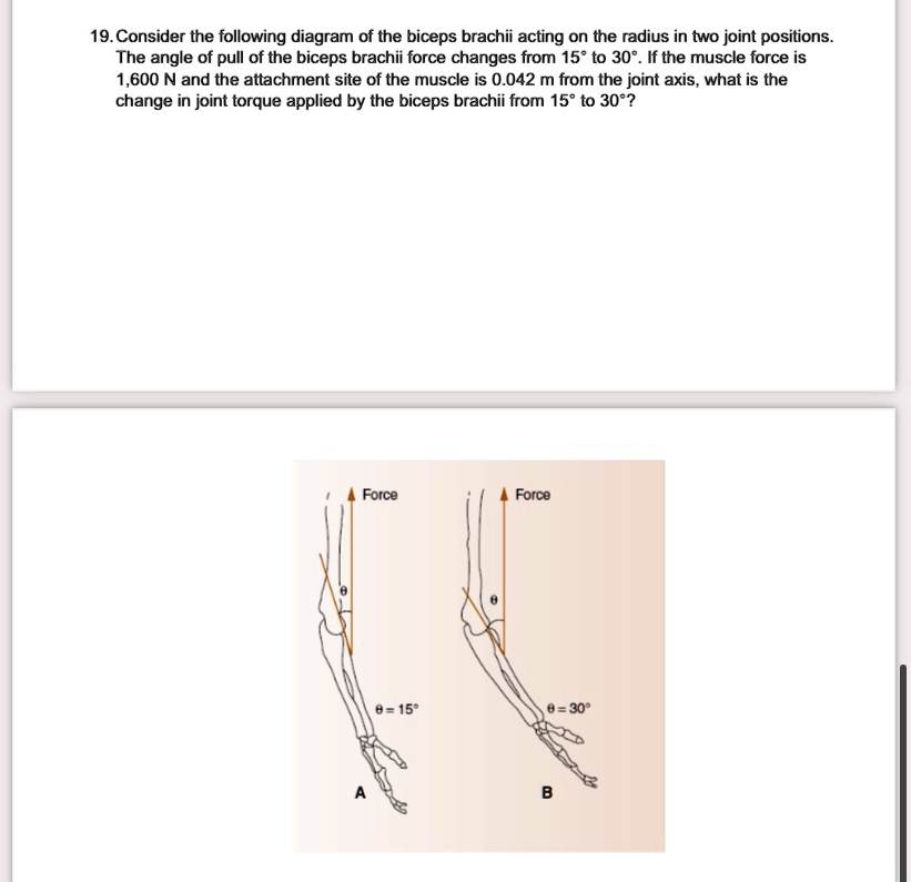 SOLVED: 19. Consider the following diagram of the biceps brachii acting ...