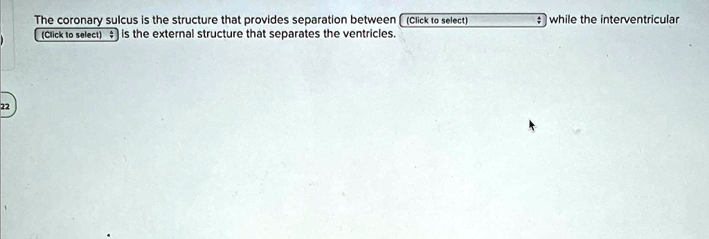 22 The coronary sulcus is the structure that provides separation ...