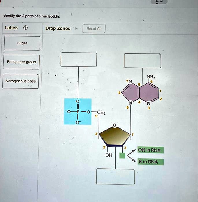 texts identify the 3 parts of a nucleotide labels drop zones reset all ...