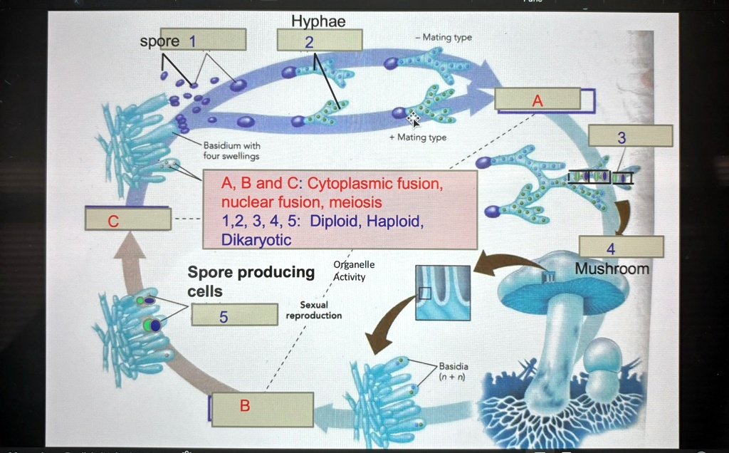 c spore 1 hyphae 2 mating type mating type basidium with four swellings ...