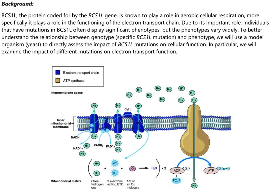 SOLVED:Background: BCSIL, the protein coded for by the BCSIL gene; is ...