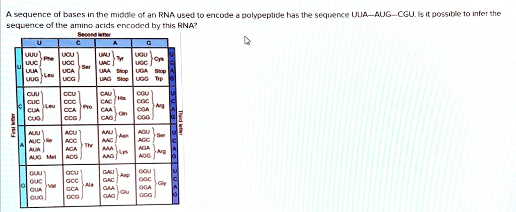 SOLVED: A sequence of bases in the middle of an RNA used to encode ...