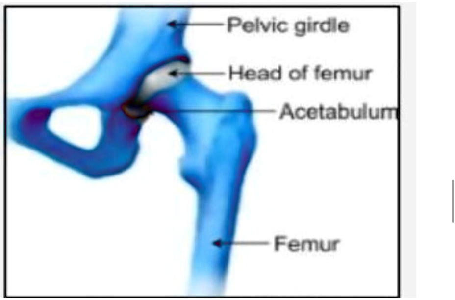 SOLVED: Name the joint shown in the pic. Pelvic girdle. Head of femur ...