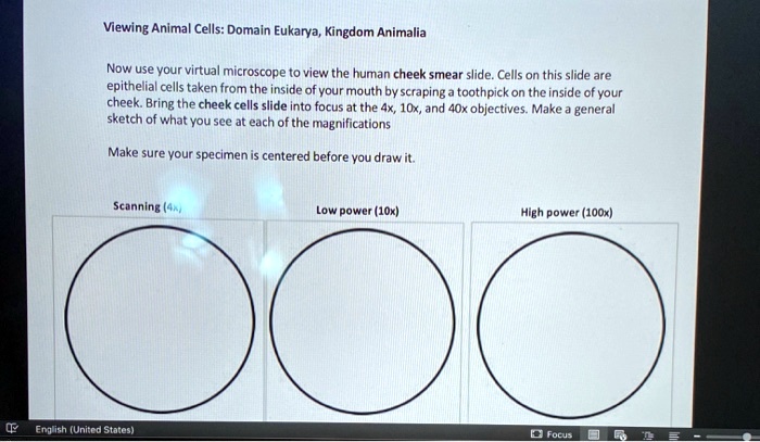 viewing anima cells domain eukarya kingdom animalia now use your ...