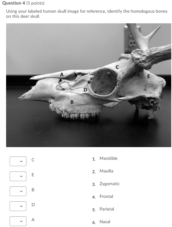 SOLVED: Question 4 (5 points) Using your labeled human skull image for ...