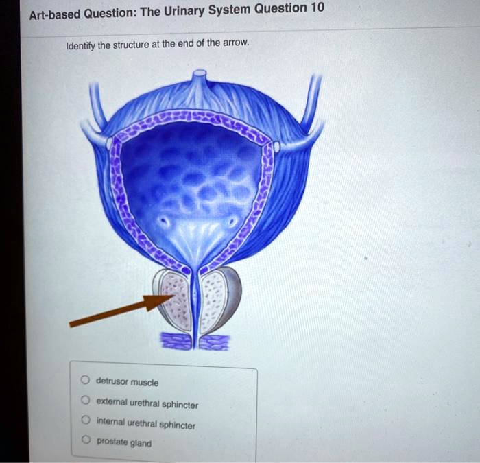 Art-based Question: The Urinary System Question 10 Identify the ...