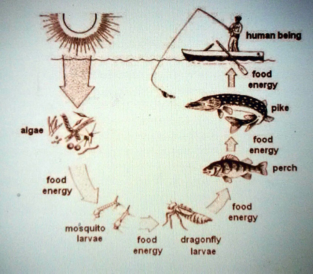 algae food energy mosquito larvae human being food energy pike food ...
