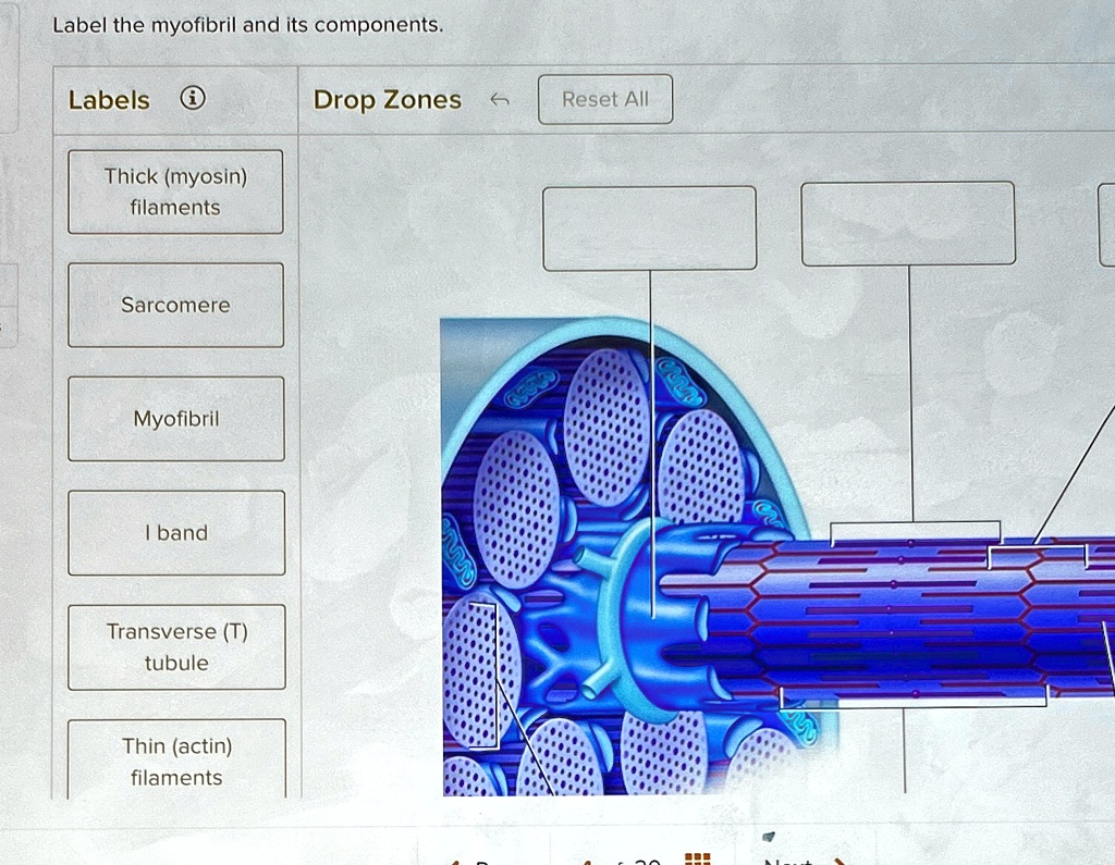 Label the myofibril and its components. Label the myofibril and its ...