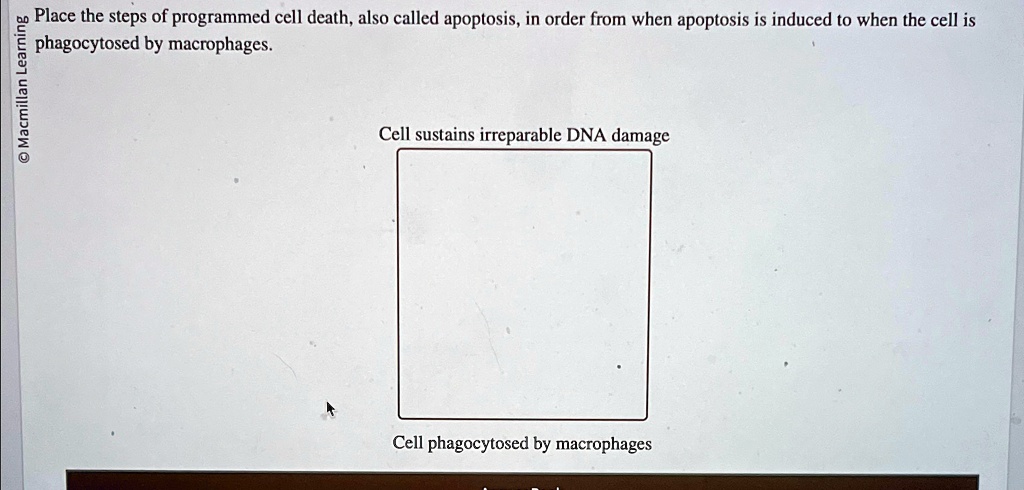 Place the steps of programmed cell death, also called apoptosis, in order from when apoptosis is ...