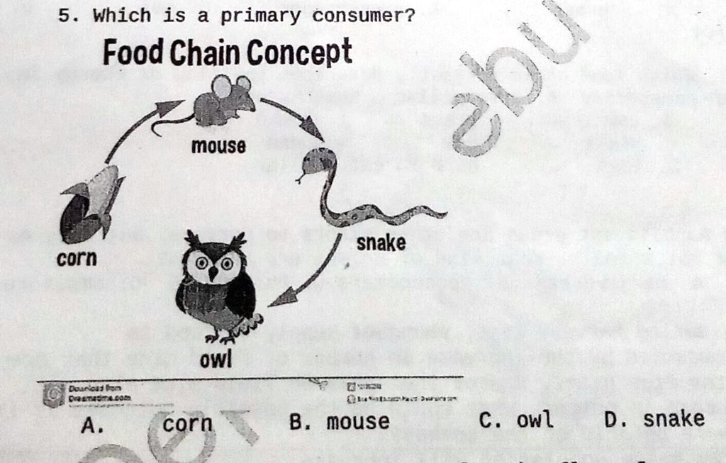 VIDEO solution: Which is a primary consumer? Food Chain Concept mouse ...
