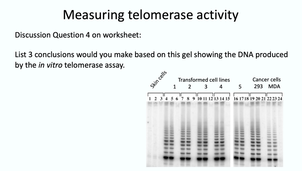 SOLVED: Measuring telomerase activity Discussion Question 4 on ...