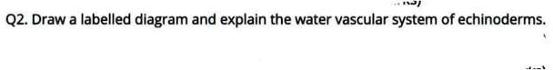 SOLVED: Q2. Draw a labelled diagram and explain the water vascular ...