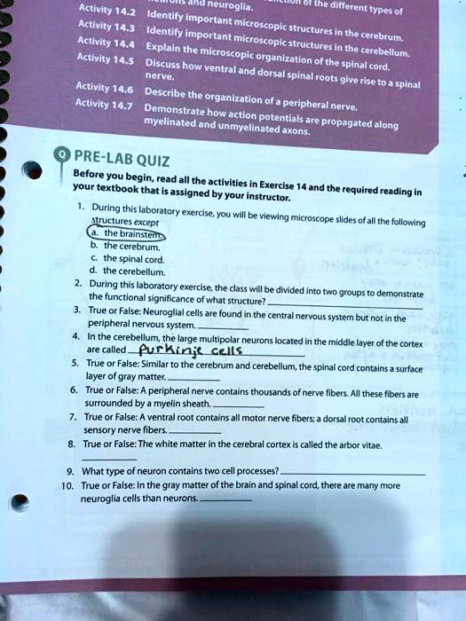 nd neuroglia. of the different types of Activity 14.2 Identify ...