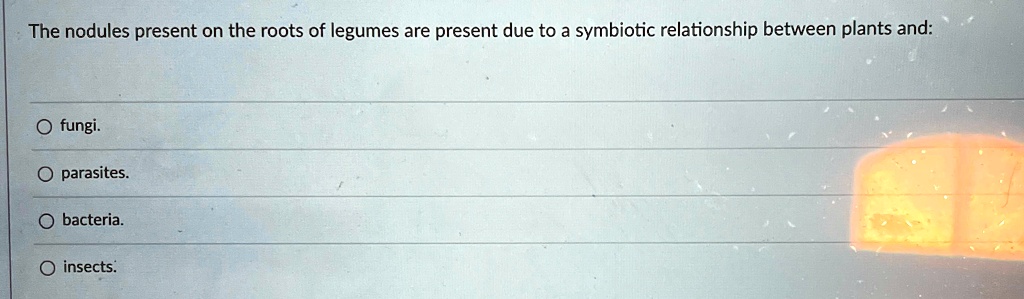the nodules present on the roots of legumes are present due to a ...