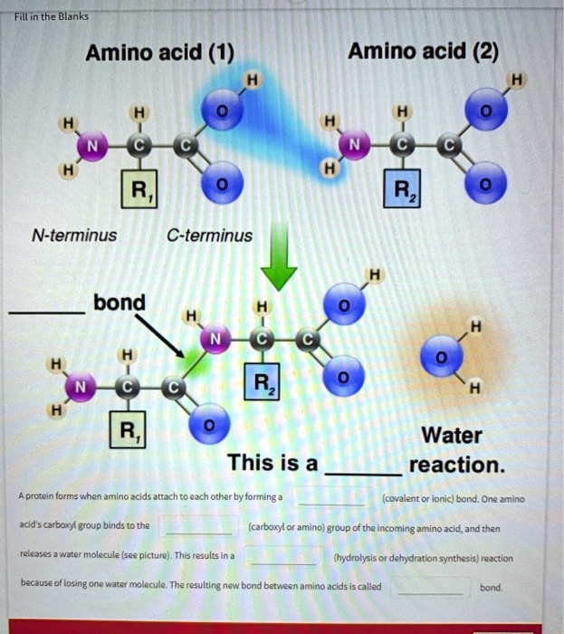Amino Acid Dehydration Synthesis