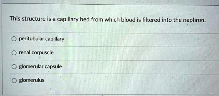 This structure is a capillary bed from which blood is...