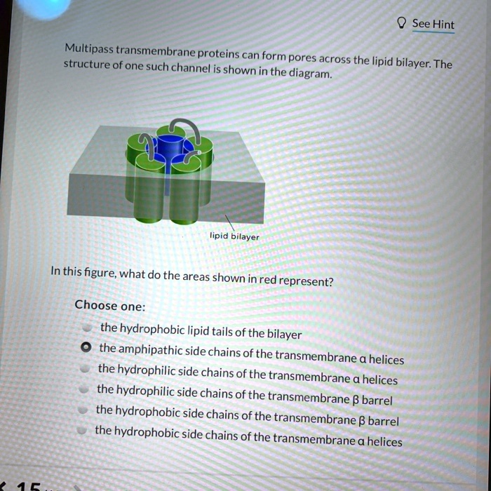 SOLVED: See Hint Multipass transmembrane proteins can form pores ...