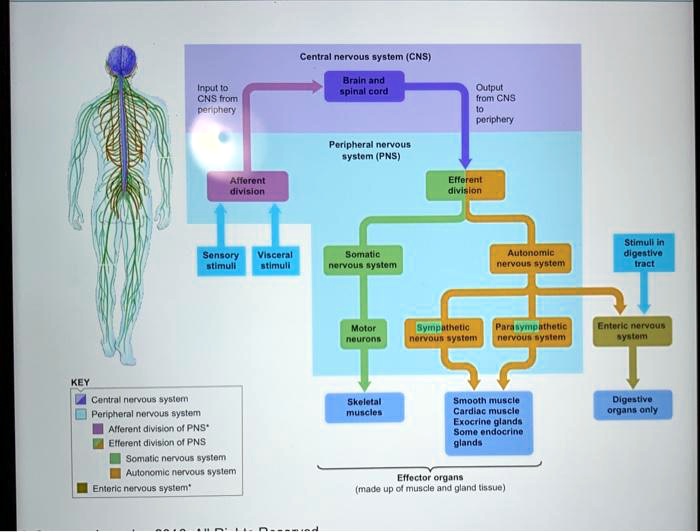 Text: Describe the role of the autonomic nervous system and compare and ...