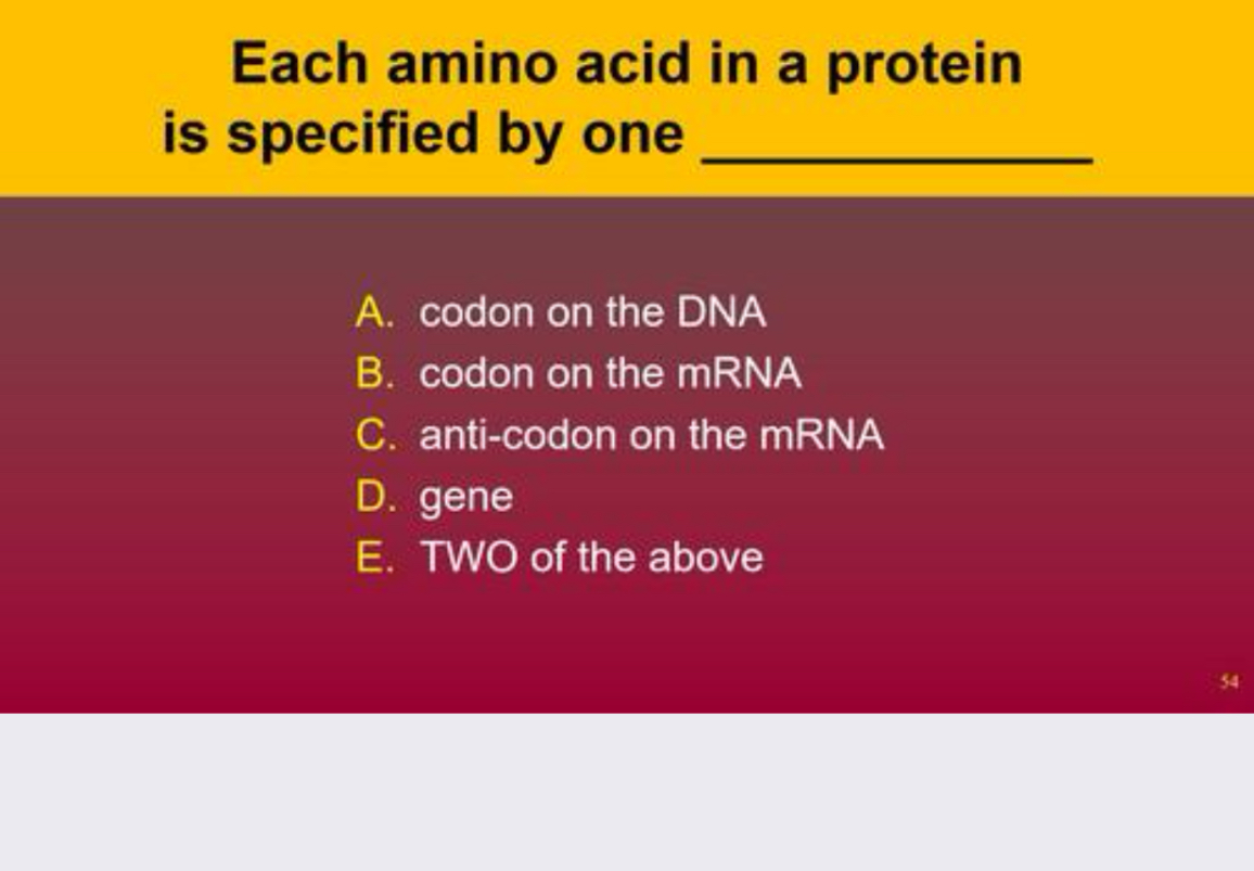 Each amino acid in a protein is specified by one A. codon on the DNA B ...