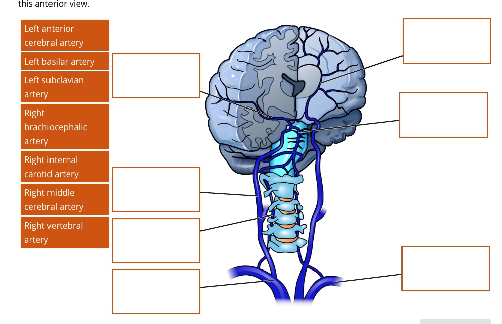 this anterior view. Left anterior cerebral artery Left basilar artery ...