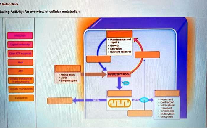 3 Metabolism beling Activity: An overview of cellular metabolism ...