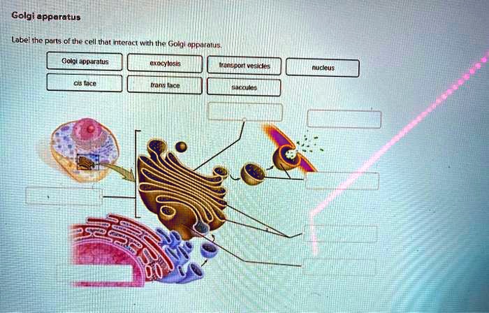 Label the parts of the cell that interact with the Golgi apparatus ...
